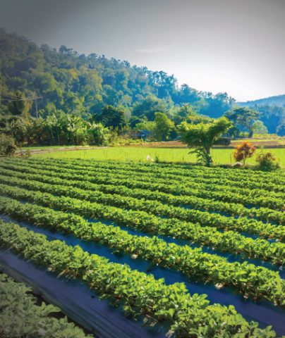 Digifarm Software – Cloud Plataform